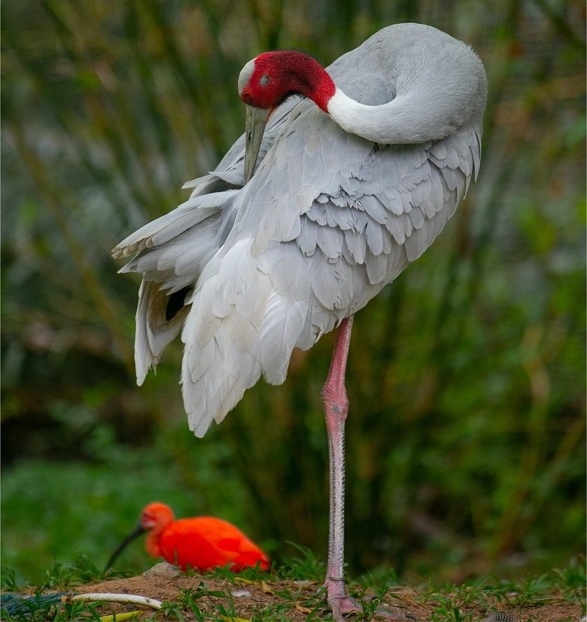 Sếu đầu đỏ